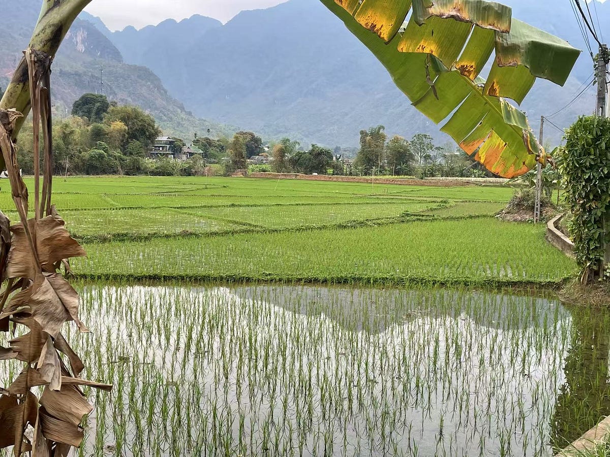 Vietnam’s Secret Trails: Reflections from the Rice Terraces | by ...