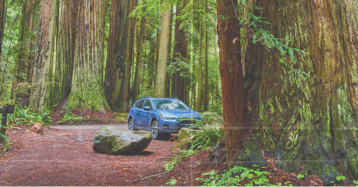Get out. And stay out.. How Subaru used covert messaging to… | by Kim ...