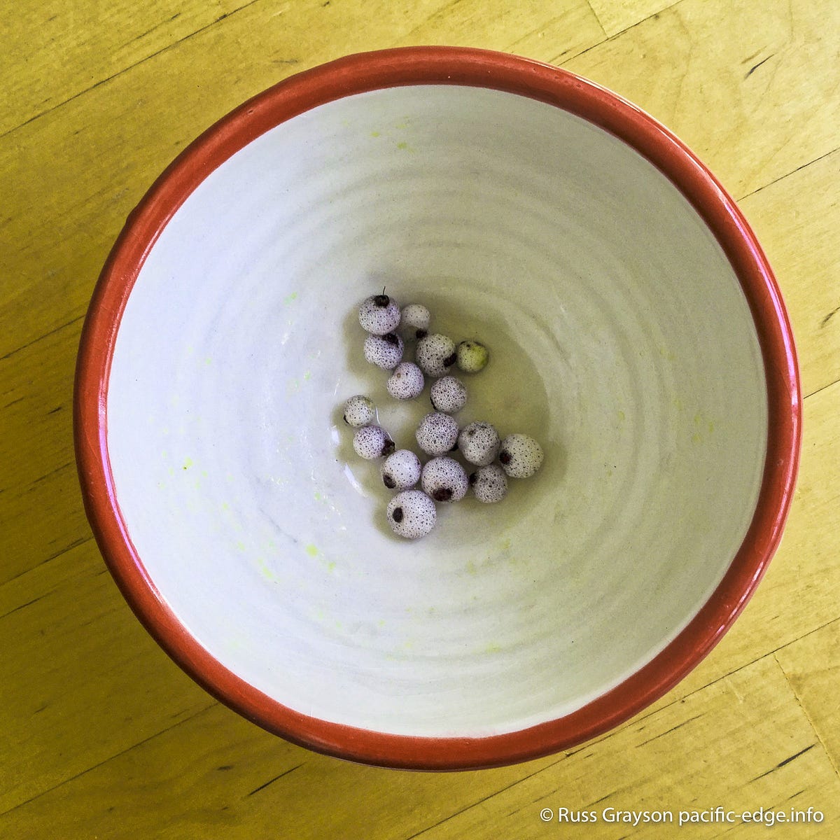 Plant notes: Midyim berry — an Australian wild food ready to eat | by ...
