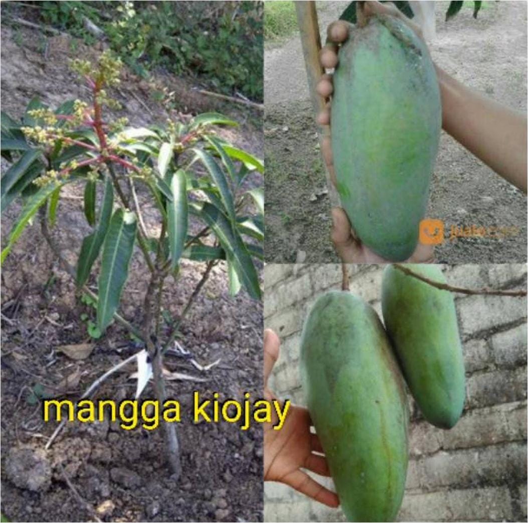 Bibit Mangga Kiojay Jumbo Super Unggul Setahun Berbuah Sragen ...