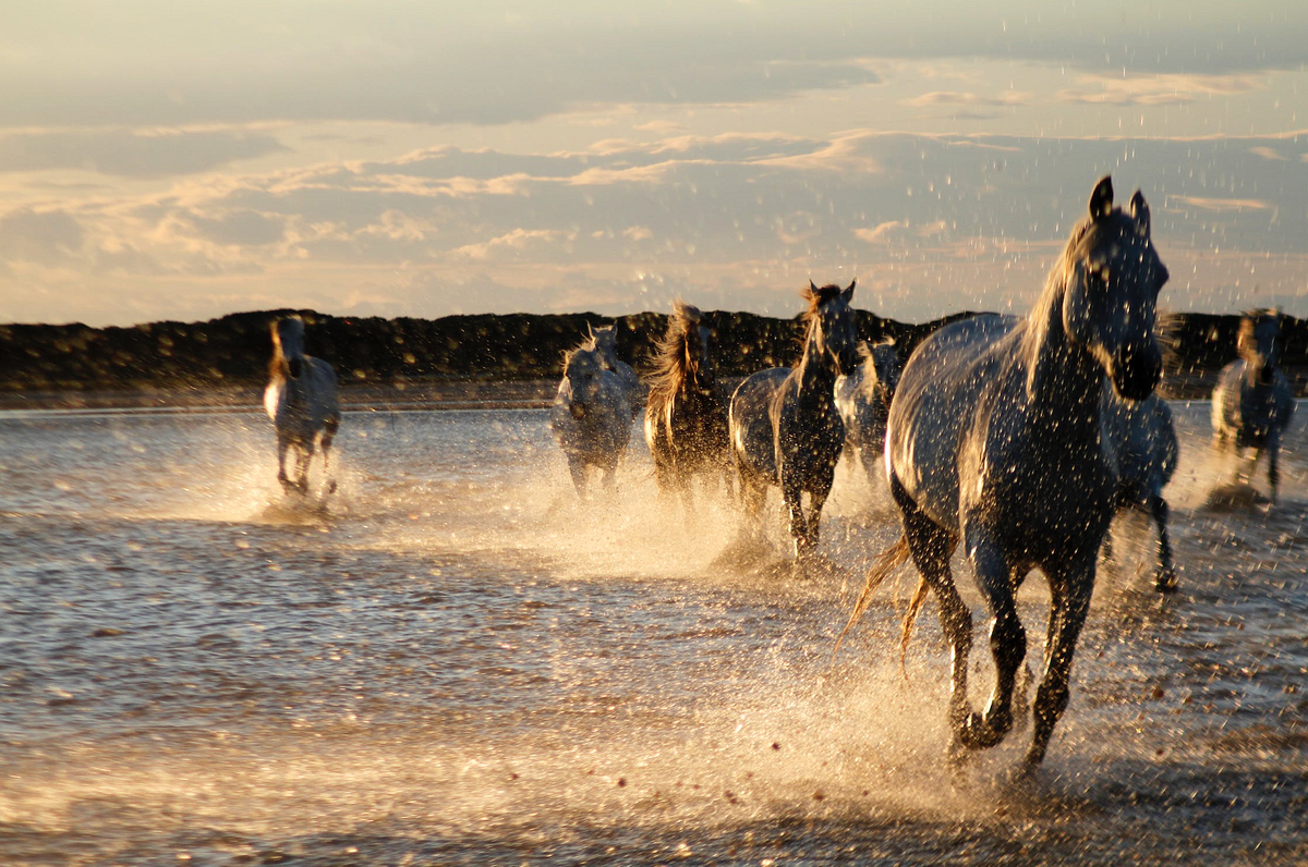 Stampede is Elephant Futures 5x. Futures in the Streets, Stampede in ...