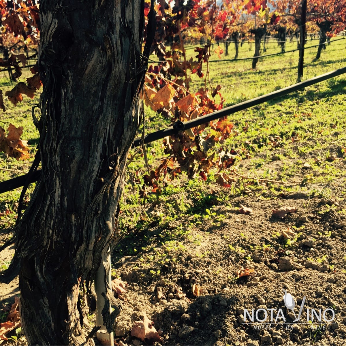 Napa Valley 4: Legend of Kronos. Kronos Vineyard of Corison Winery is ...