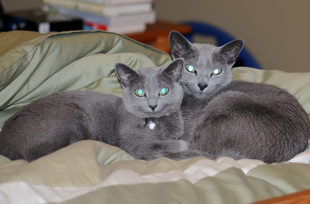 A Tale of Two Kitties. It was the best of times… for the… | by ...