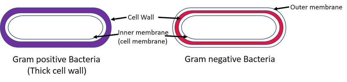 Gram Staining. Gram staining, a differential staining… | by Arnav Singh ...