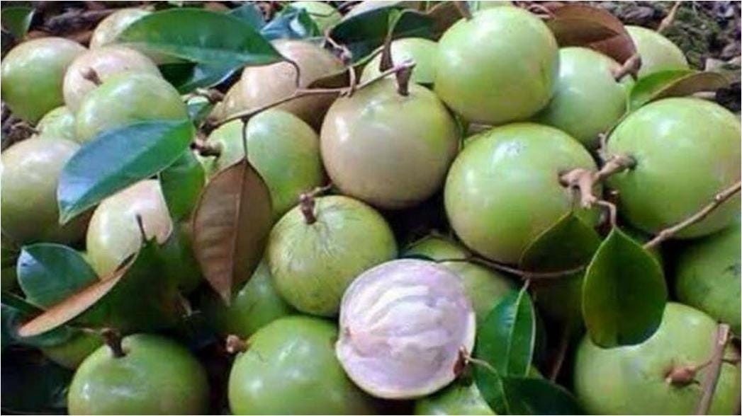 Bibit Kenitu Hijau Pohon Buah Genitu Atau Sawo Apel Tasikmalaya Terbaik ...