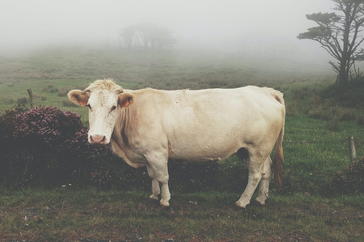 How can the White Ox help us to transform? | by Laurelle Rond | Medium