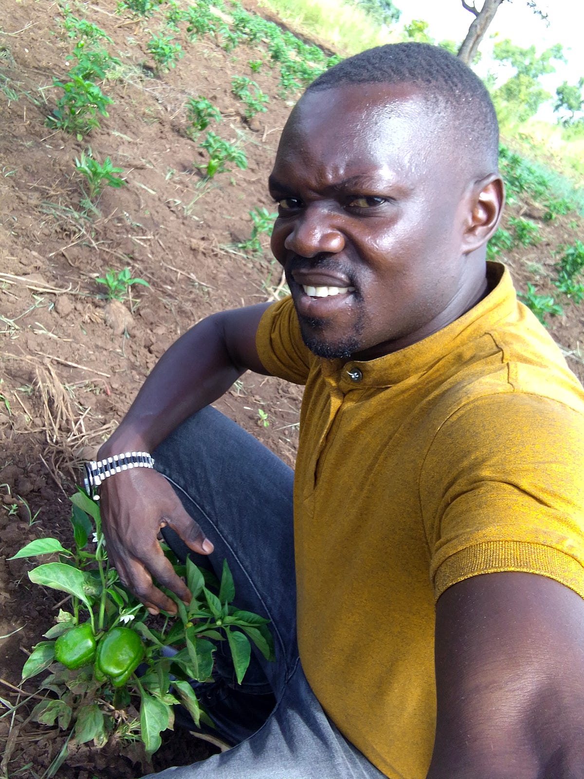 Production of capsicum in the semi-arid Northern Uganda | by Ojok Denis ...