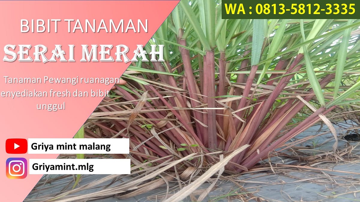 Bisa Untuk Plenting Dan Bahan Makanan!!, WA 0813–5812–3335, Petani ...