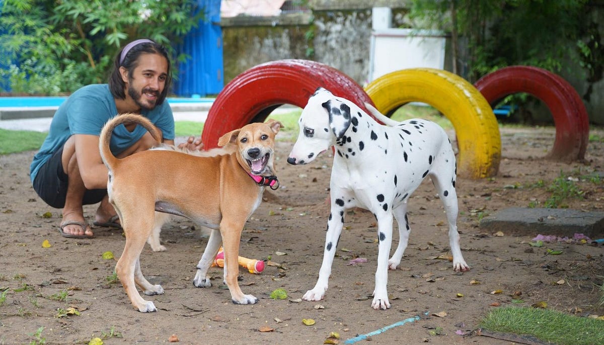 The Joys Of Adopting Street Dogs. Street dogs are often labelled wild ...