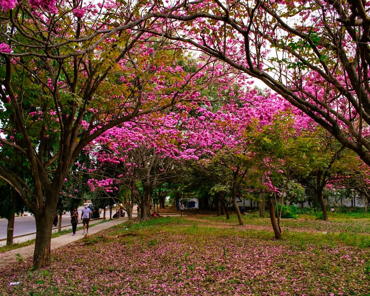 Why we love to love Bengaluru. Discover the soul of Bengaluru | by ...