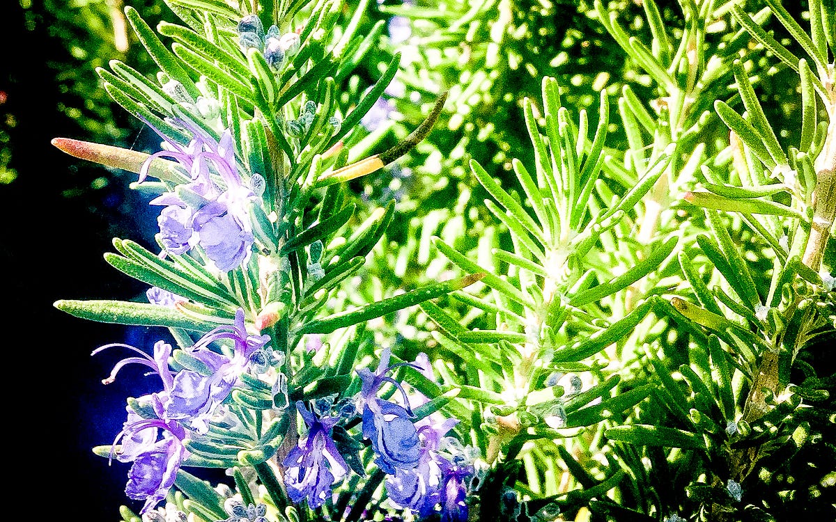 Rosemary, a herb for grounding. Inside of me there is a need for… | by ...