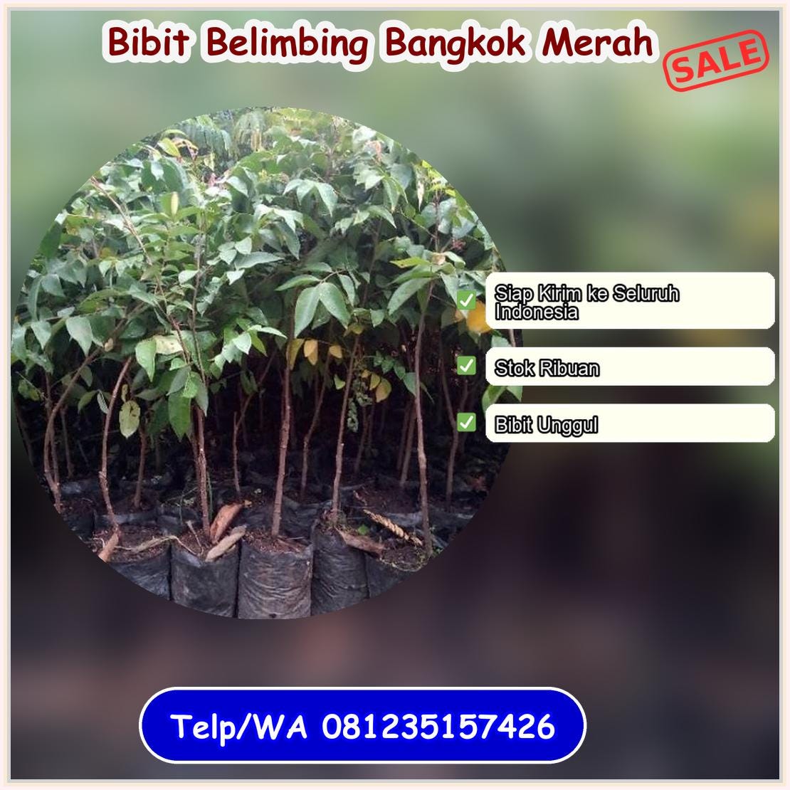 Pusat Pembibitan Bibit Belimbing Bangkok Merah Muna | by yuni kamboja ...