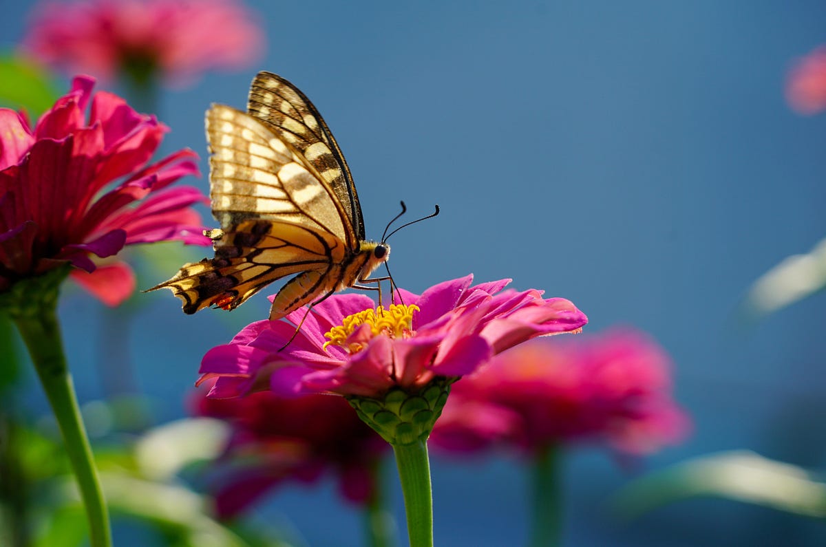 Do you know what it means to lose? | by Christopher Chang | The Writing ...