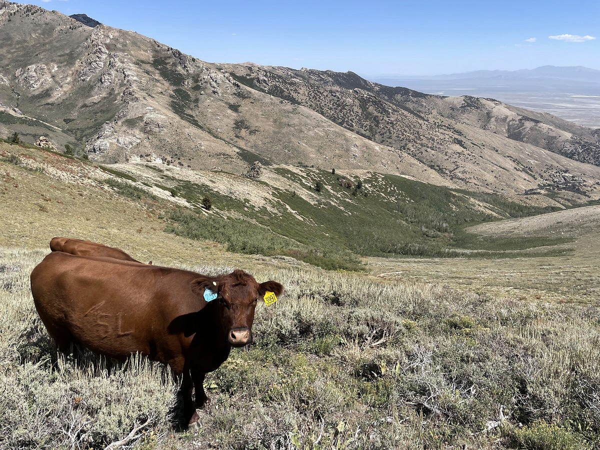 The Criollo Cure. Where we went wrong with European cows… | by Liz ...