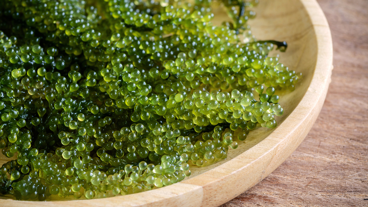 SEA GRAPES. Sea grapes, scientifically known as… | by Sammianoreen | Medium