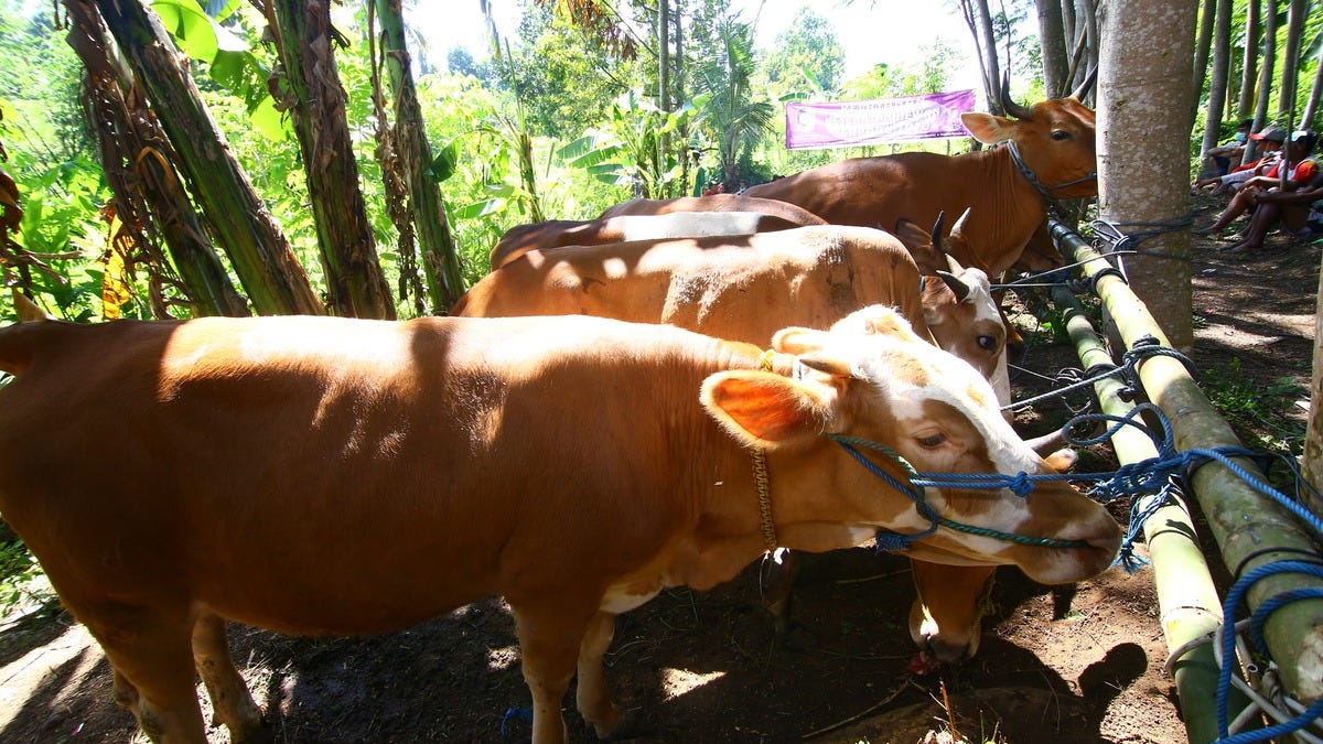 Menggali Kesejahteraan Peternakan Sapi Melalui Lensa Analisis Ekonomi ...