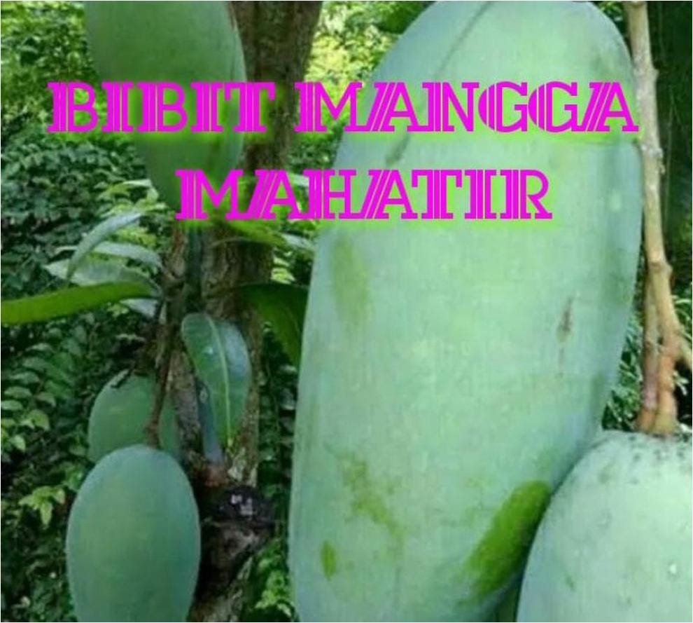 Entres Cutting Mangga Mahatir Buat Grafting Sambung Pucuk Kombinasi Variasi 1 Pohon Berbuah ...
