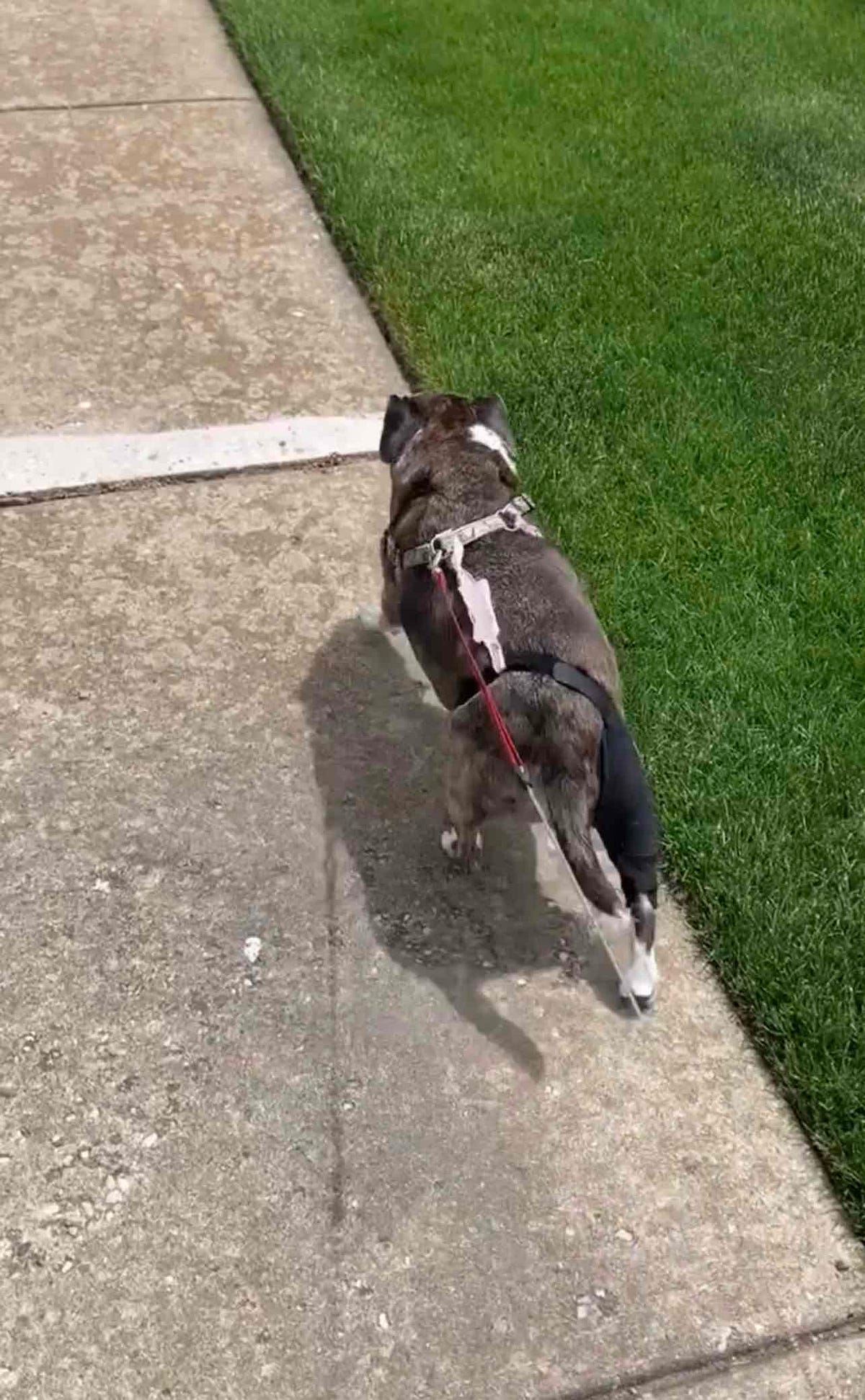 Revolutionizing Canine Mobility: Advancements in Dog Knee Braces | by ...