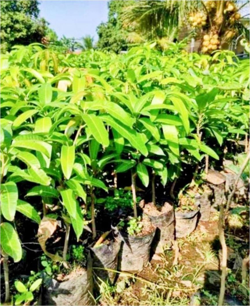 Bibit Nam Mangga Dok Mai Kota Mojokerto Terlengkap | by Pusat Bibit ...