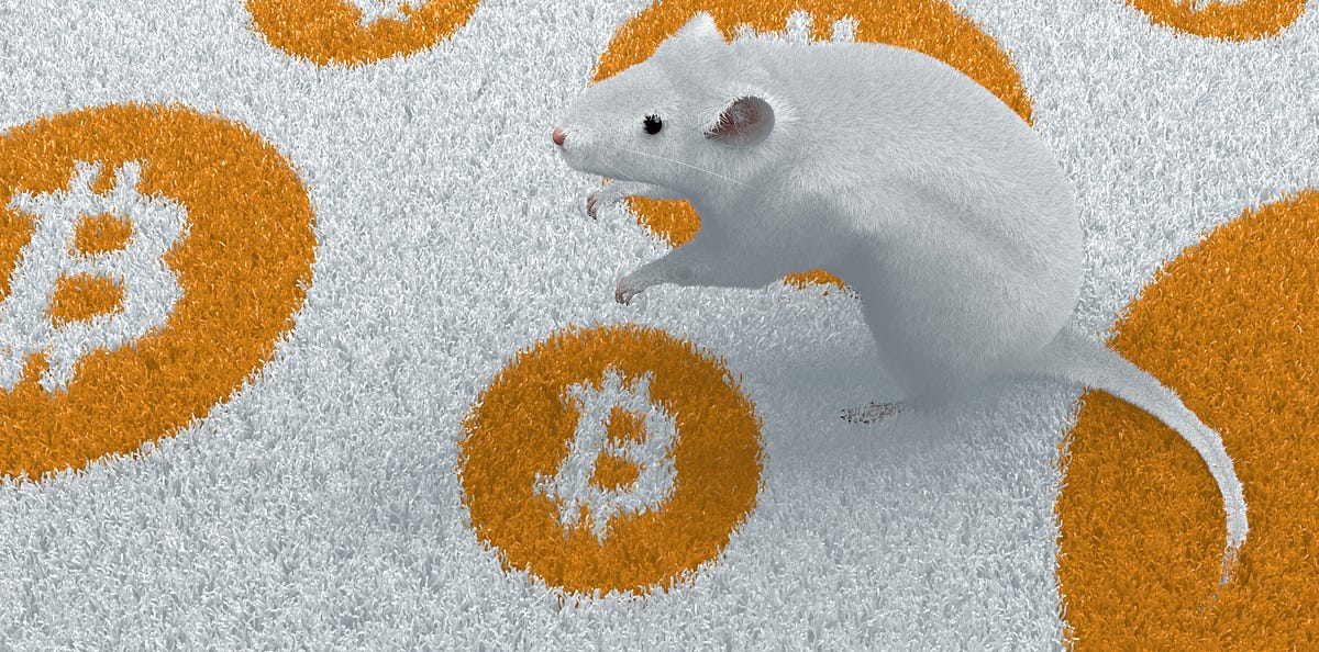 First mouse with bitcoin in its body | by BitMouseDao | CryptoStars ...