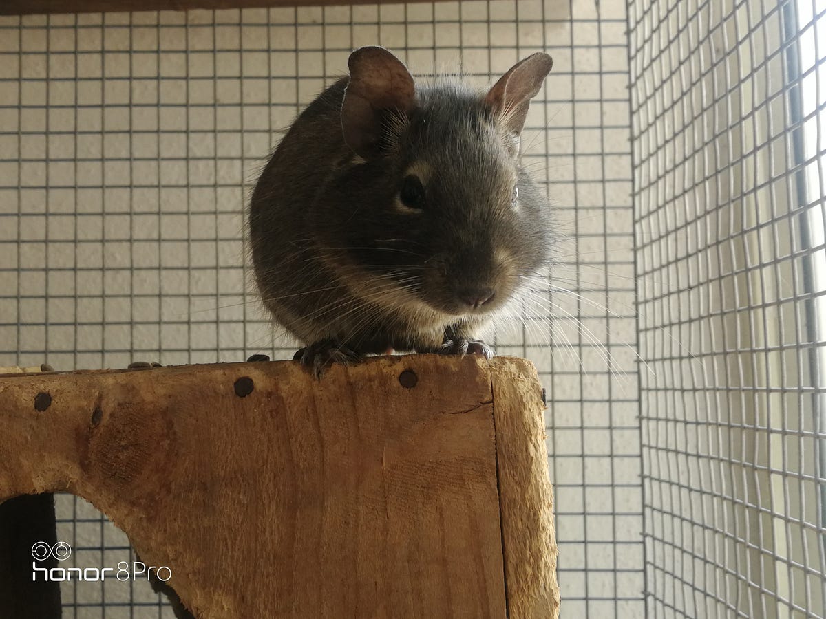 DEGU A NEW PET IN TOWN!! - Squeaky Friends - Medium