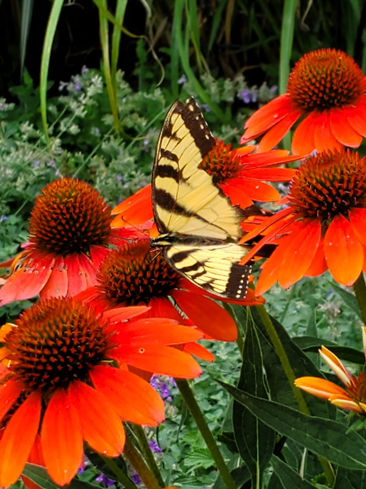 Flights of Fancy. Butterflies around the yard | by Charlene Marron ...