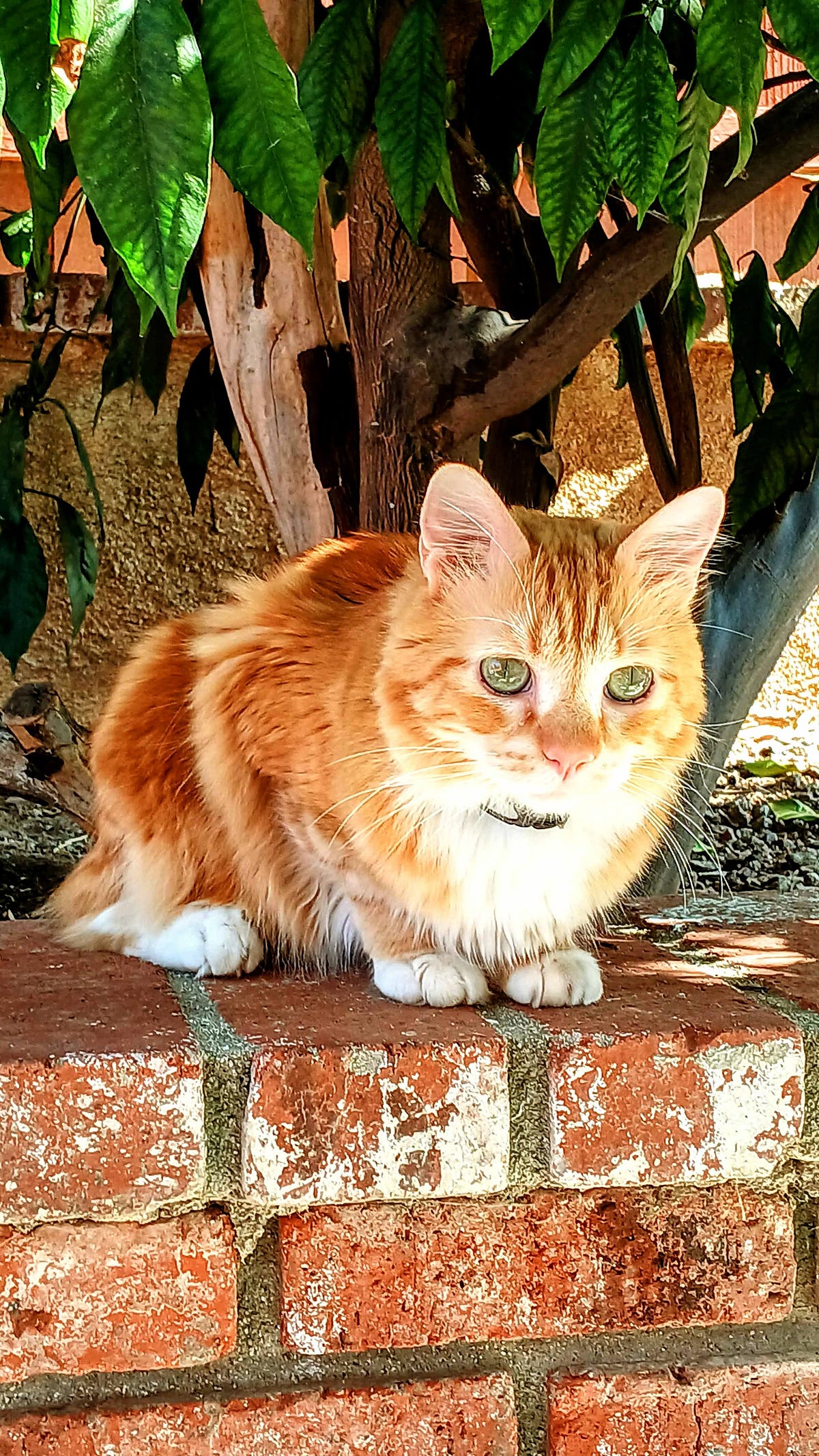 Tiny the Friendly Cat. Never imagined I’d write a cat story | by Vidya ...