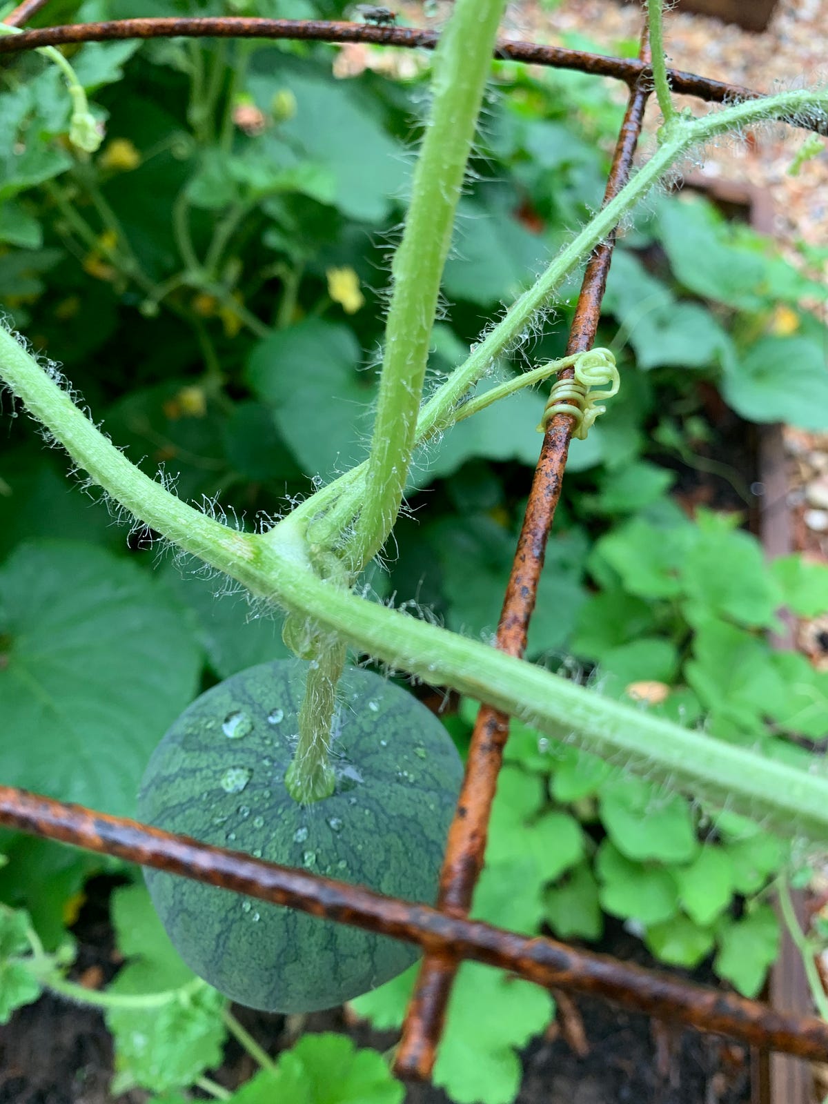 Life Lessons from My Watermelon Plants: Enjoying life’s delicious fruit ...