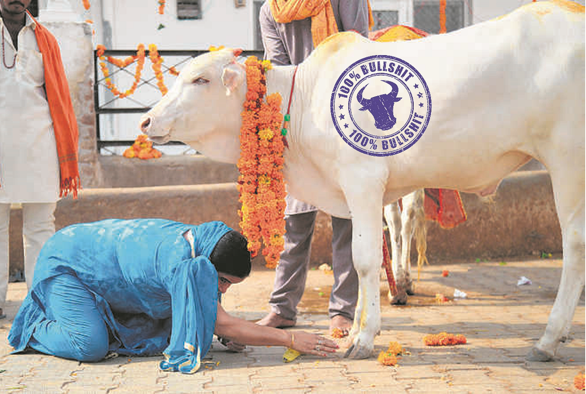 Holy Cow? Bull Shit!. A letter from ‘Denu’ a cow, on… | by Muthu ...
