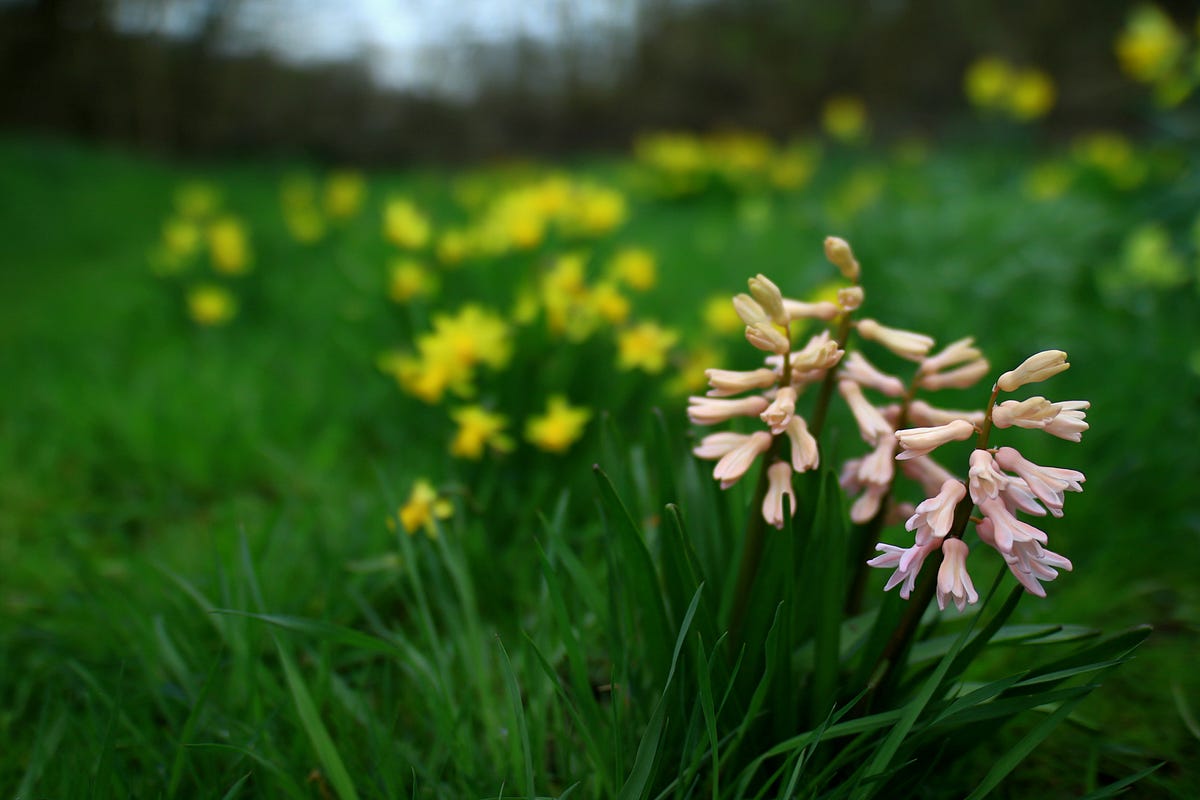 Blossom by Blossom the Spring Begins | by Anne Bonfert | Picture This ...