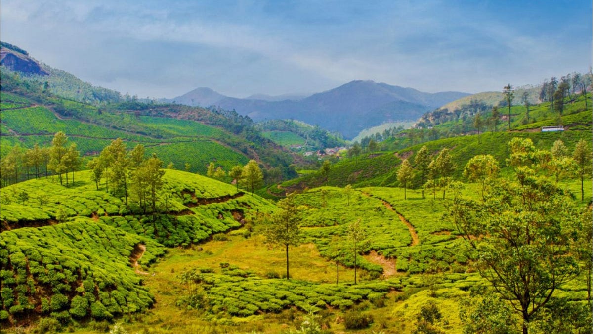 Munnar: A Wonderland of Adventure and Discover | by Citybit | Aug, 2023 ...