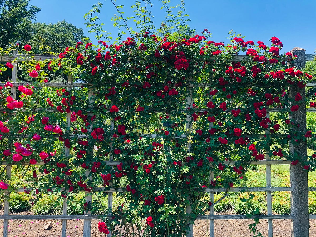 Cranford Rose Garden at BBG 空气中弥漫着淡淡的花香，让人心旷神怡！ - 动物世界 - Medium