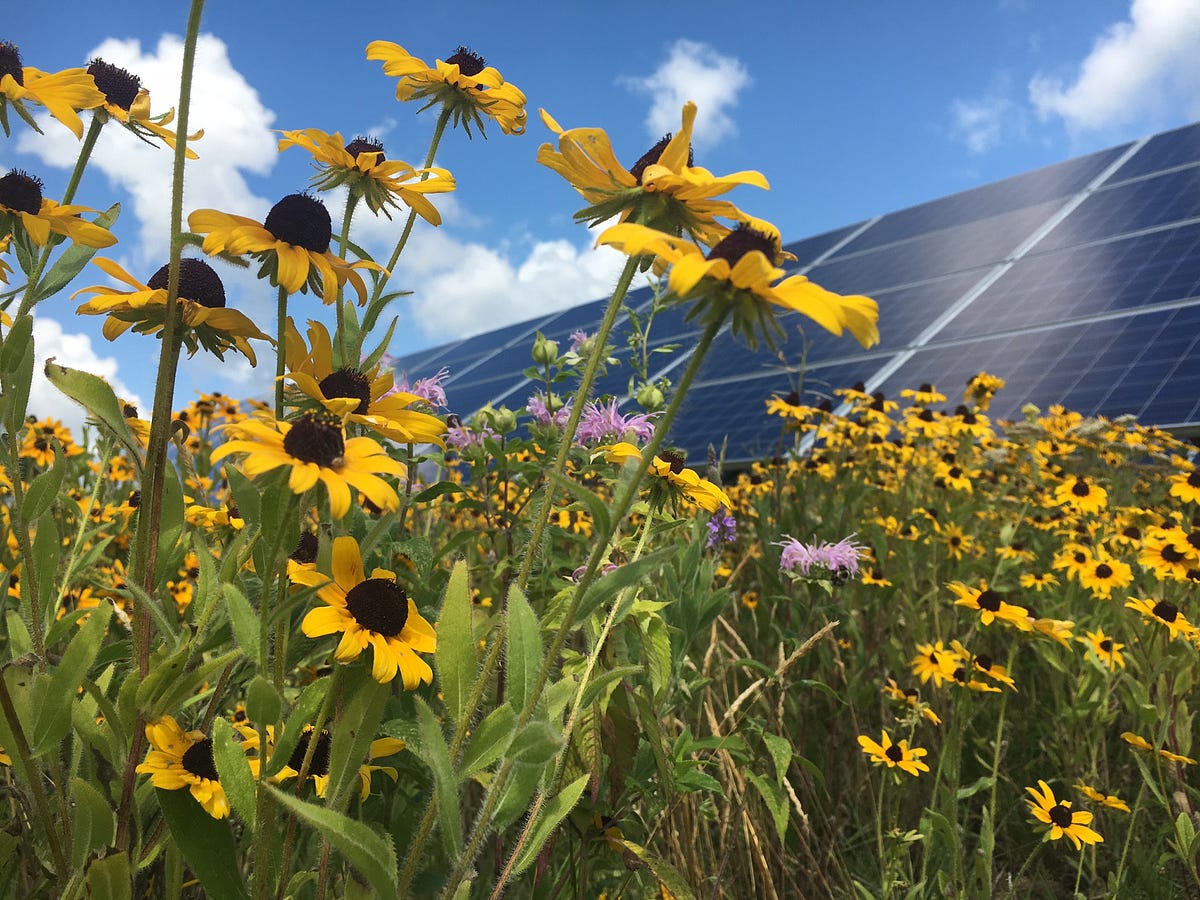 Saving the bees & going solar. Designing pollinator friendly habitats ...