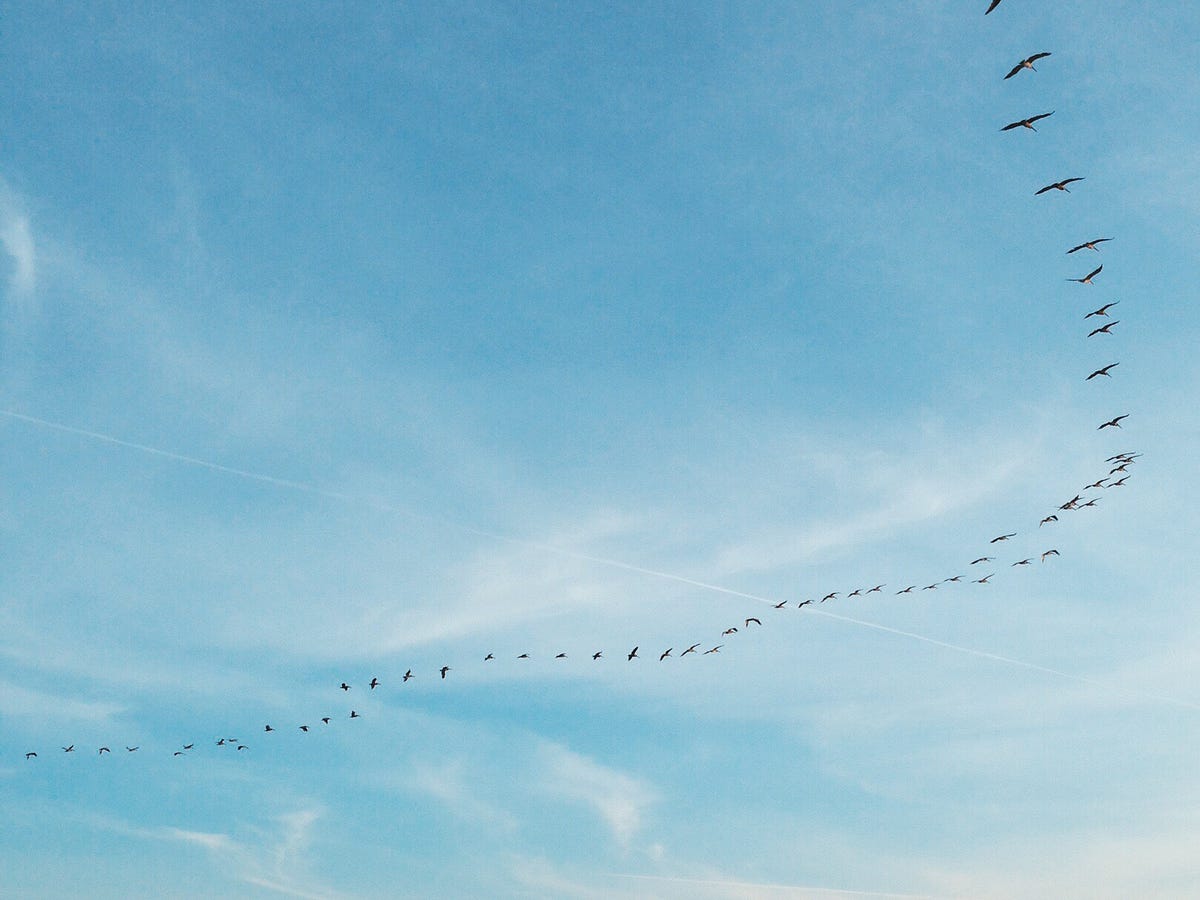 Staying in V-Formation. I think this shot illustrates the power… | by ...