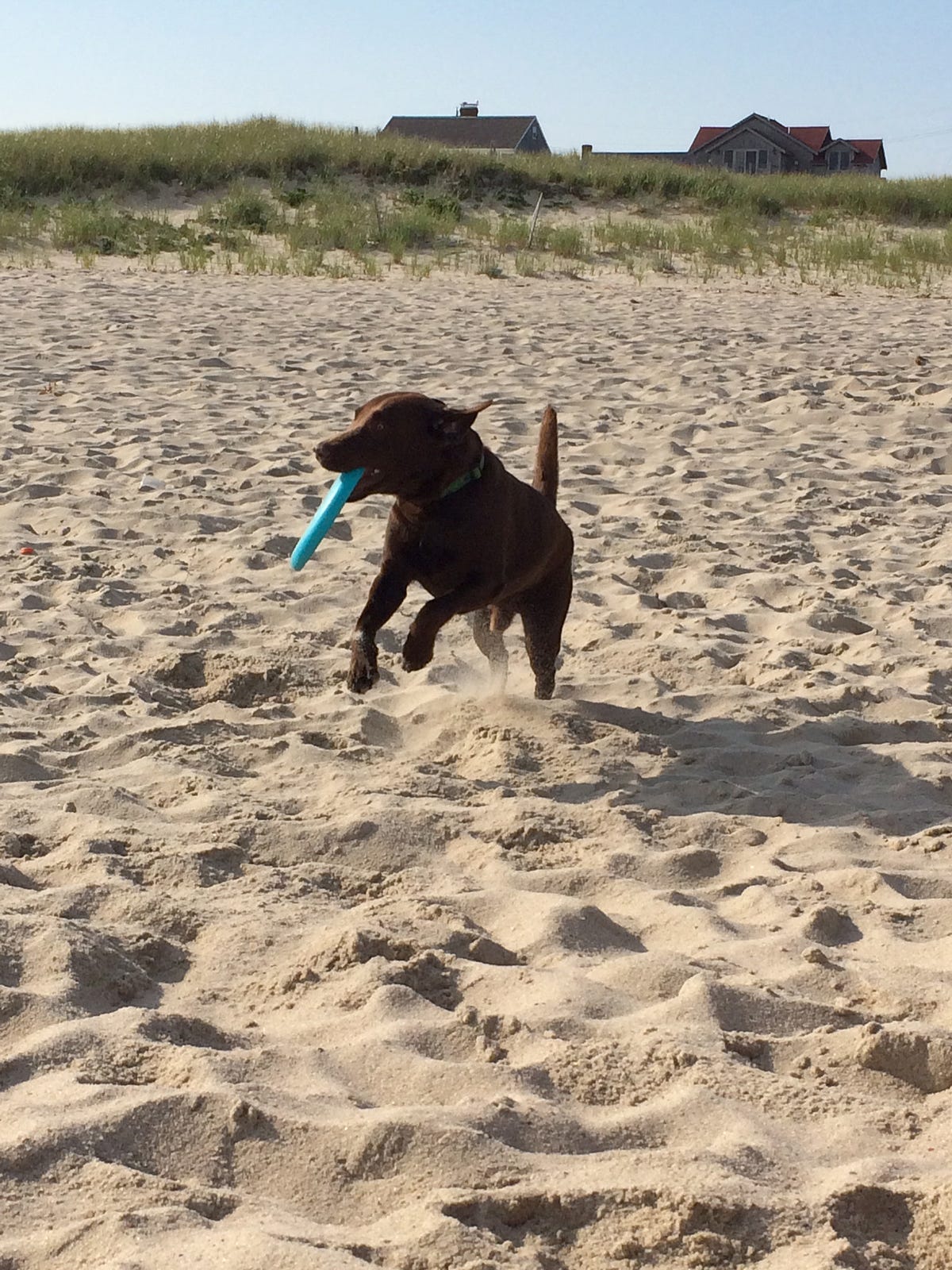 Mr. Dog: A New Adventure. The time was never right for a dog… | by ...