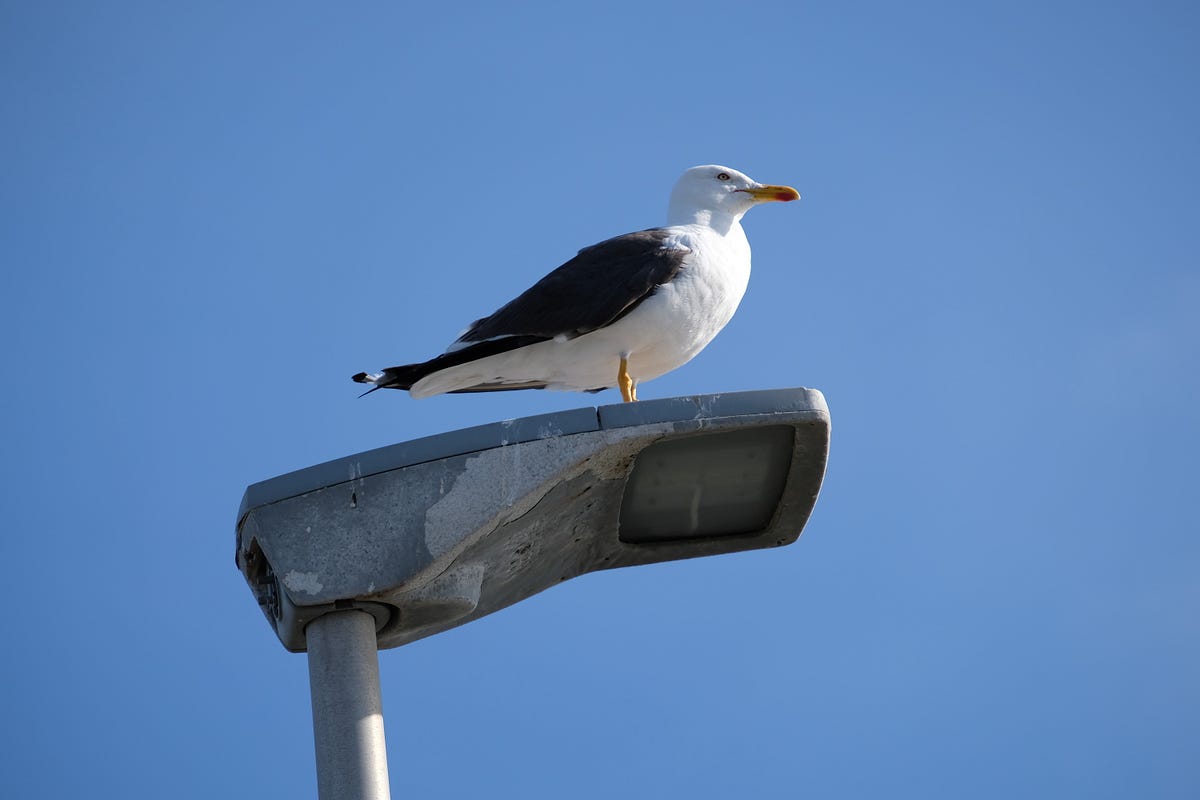 Discover the Birds of Tidal Morecambe Bay | by Susan Johnson: | Miles ...