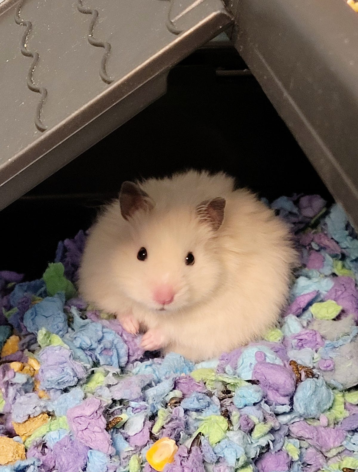 We Finally Buried Our Littlest Pet | by Brenna Clark | Write A Catalyst ...