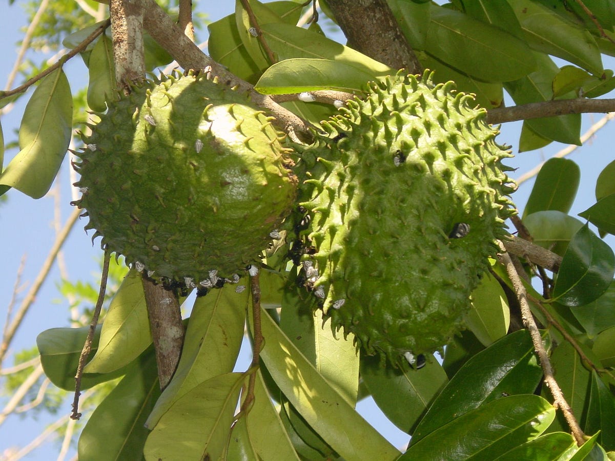 Guanabana: Big, green, spiky, and delicious | by Otto & Woz | Medium