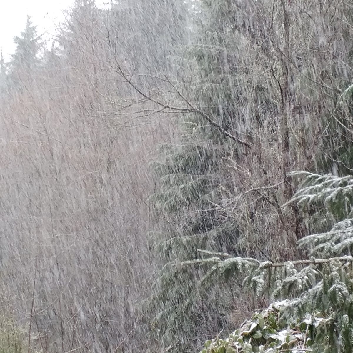 Oregon Coast Winter Moments. Snow , snow come my way | by Dr. Gabriella ...