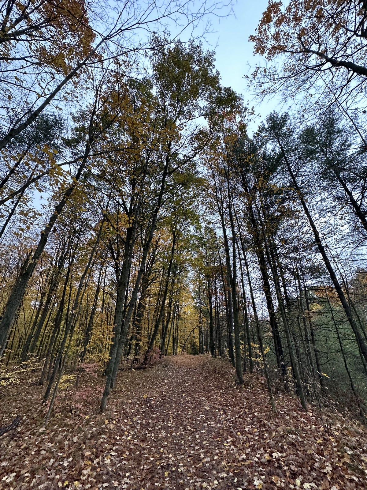 Falling in Love with Fall Trail Running | Medium
