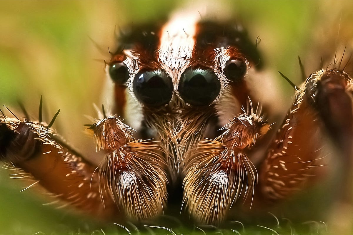 Spider Bear Bites - ILLUMINATION - Medium