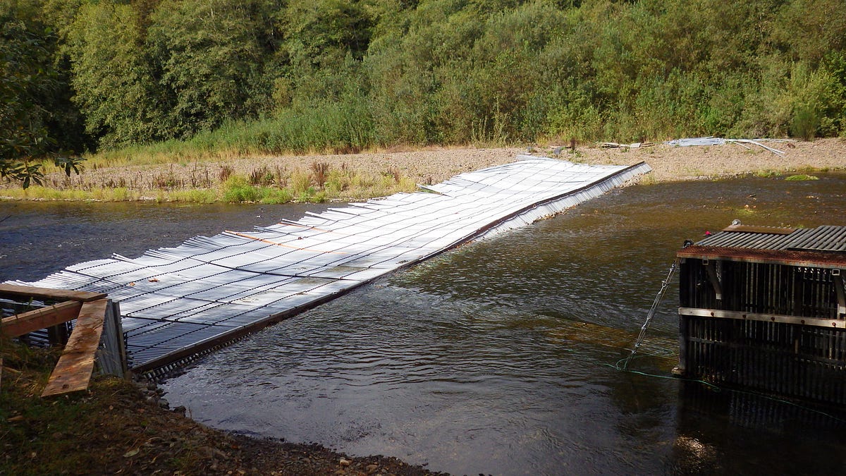 What’s in a weir. A new weir on the South Fork Toutle… | by The ...