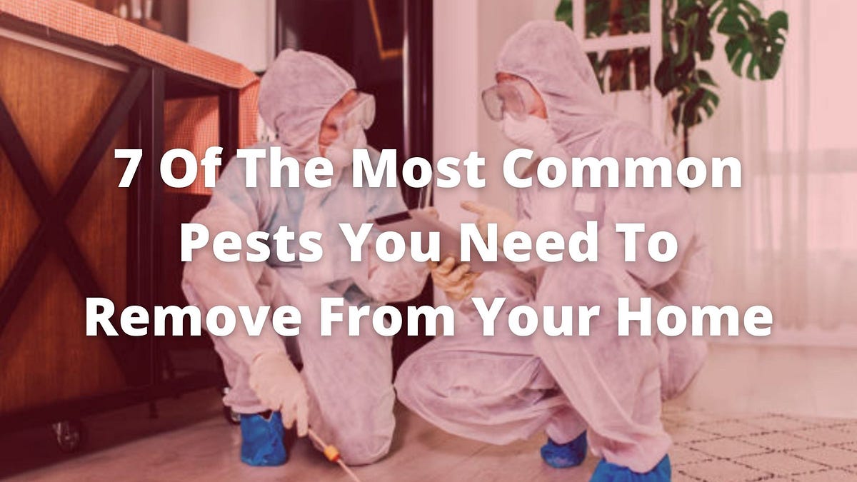 7 Of The Most Common Pests You Need To Remove From Your Home | by Kunal ...