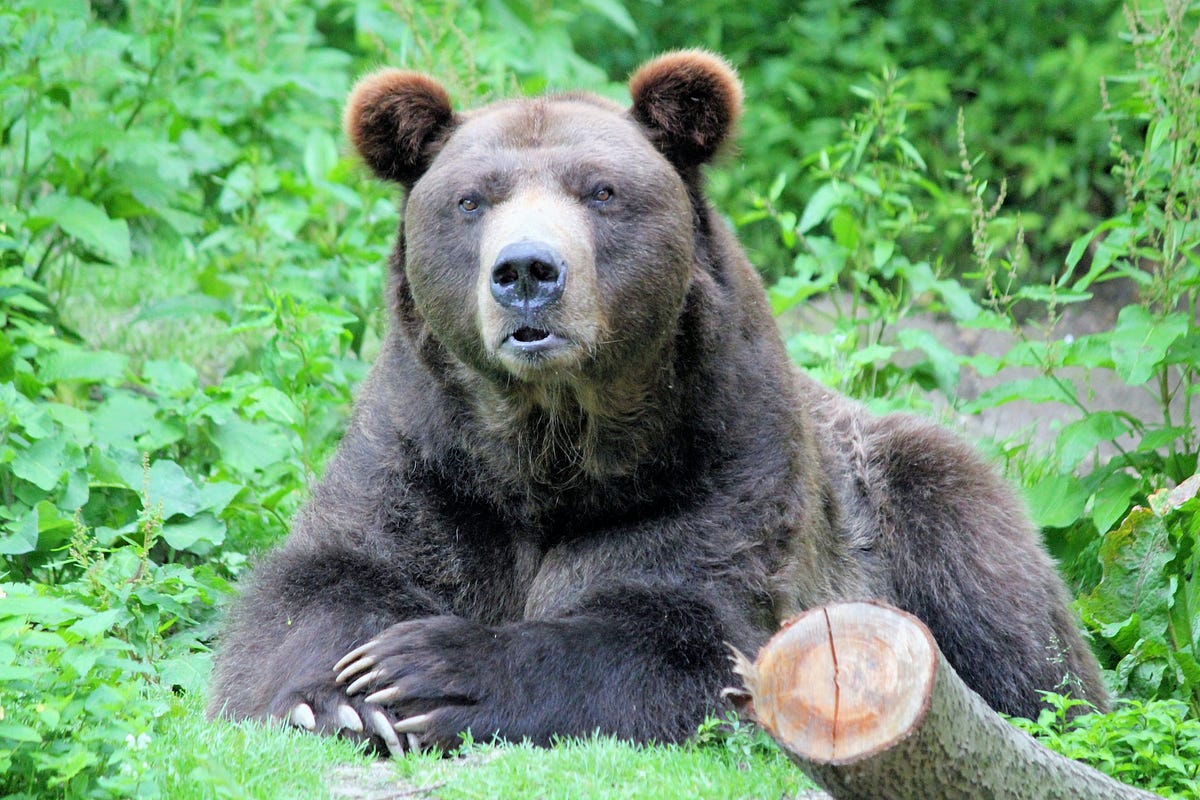 Bears Run Scared When They Hear These Sounds - The Shortform - Medium