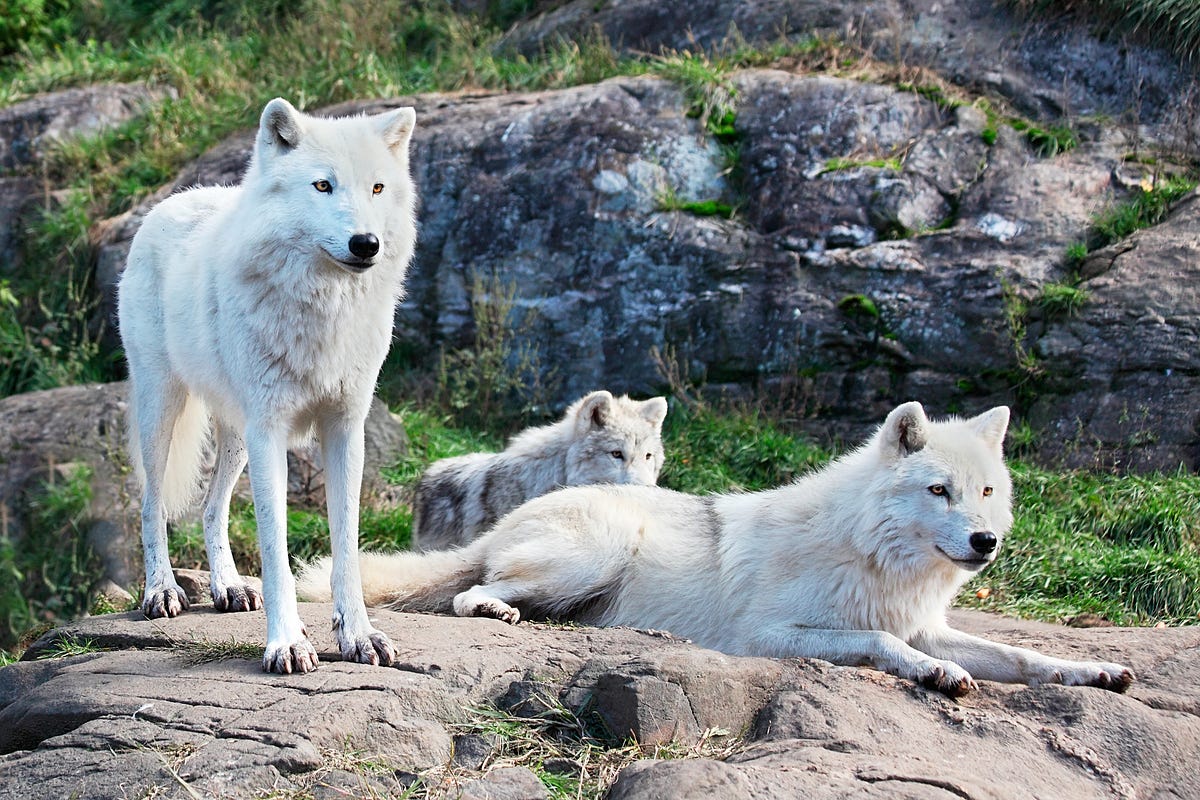 Evolutionary Psychology Is Horribly Heteronormative and Sexist | by ...