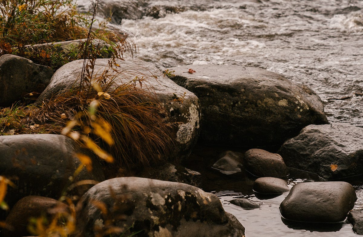 The Liminality of Frogs: A Love Letter to the Earth | by Abigail Wilson ...