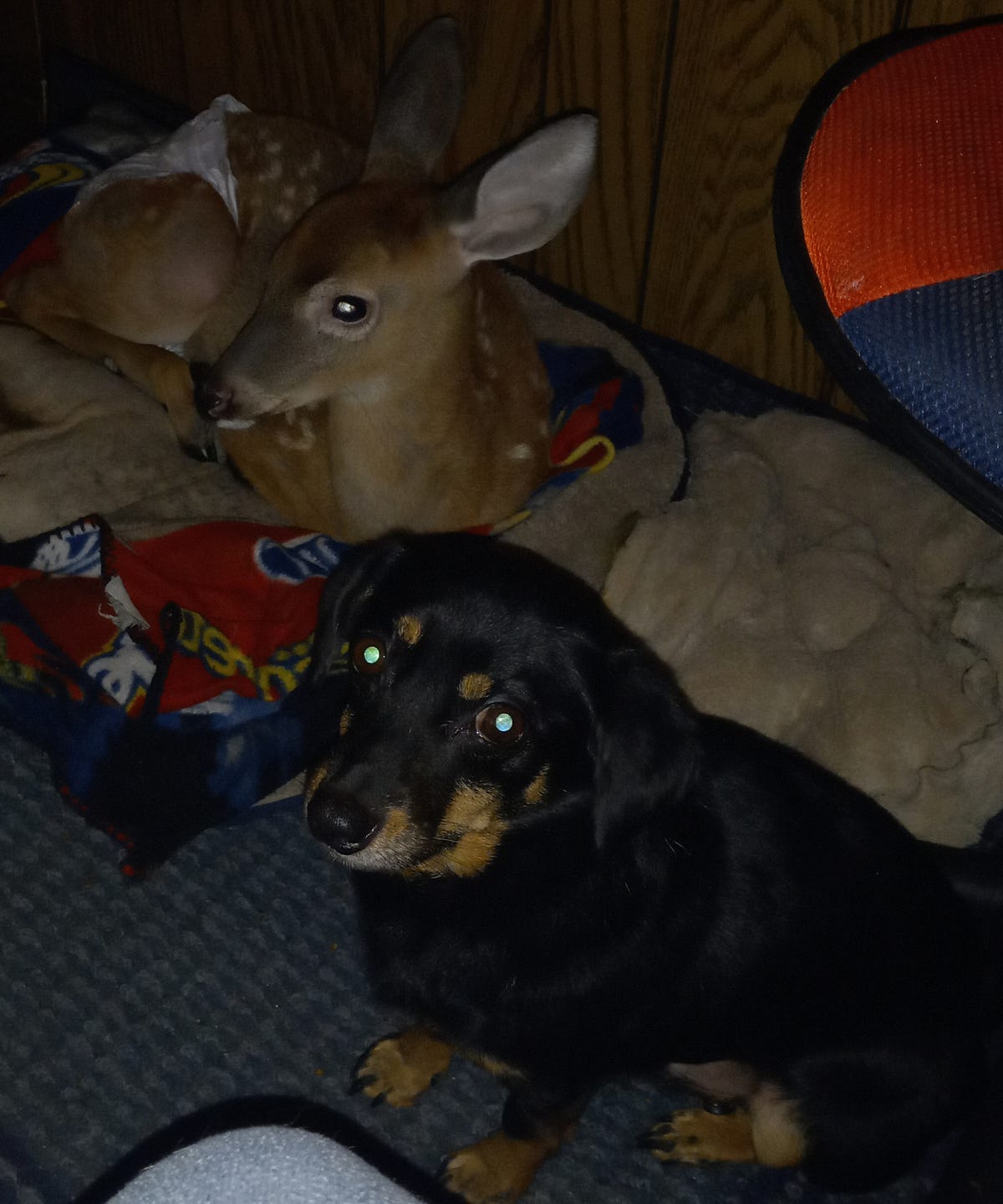 This is an APB: Be on the Lookout for a Small Weenie Dog and A Deer ...