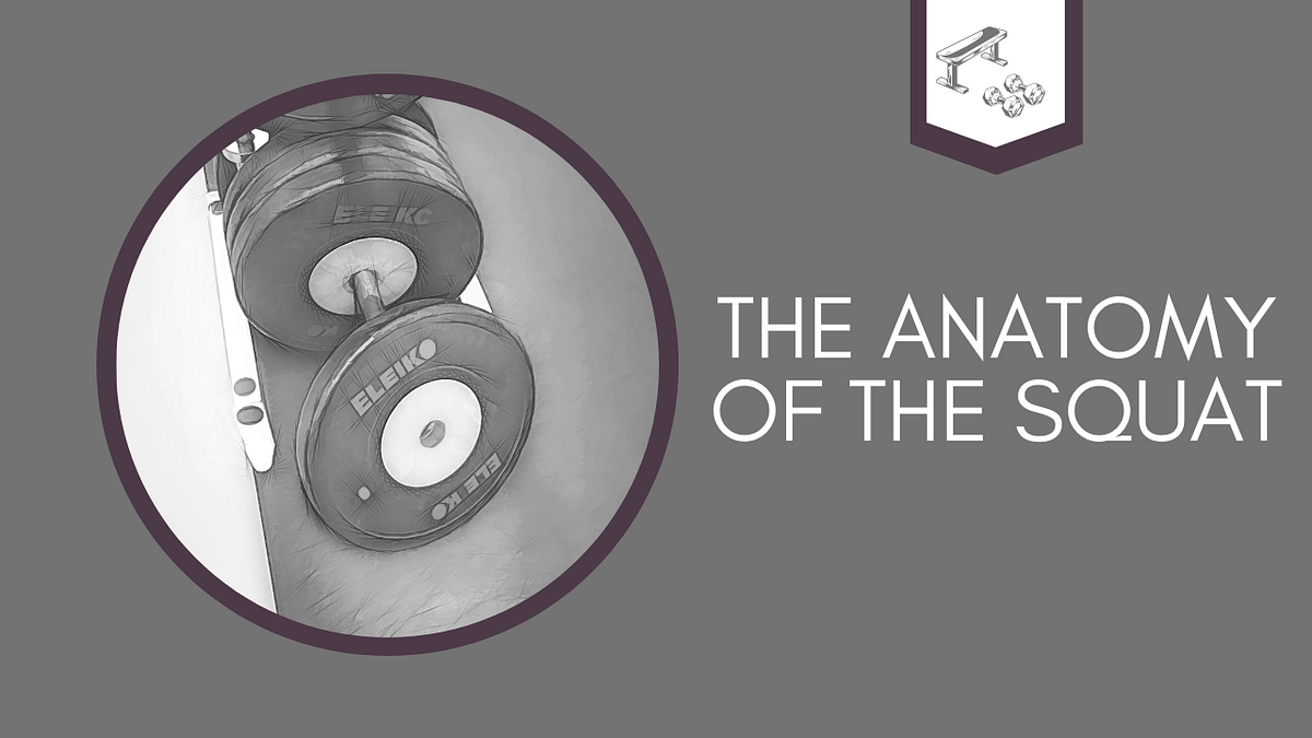 FACTS & SCIENCE. THE ANATOMY OF A SQUAT. | by PT Mike ...