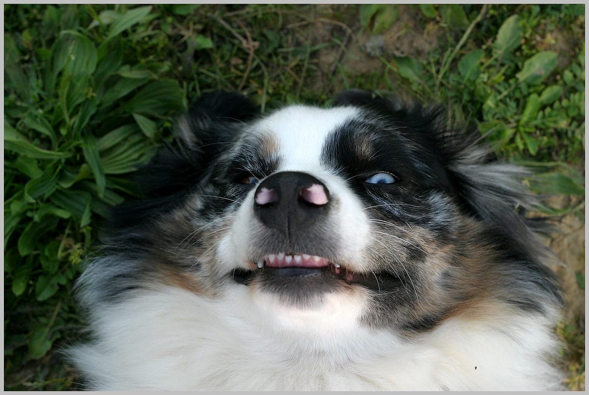 Embracing Soul-Led Dog Parenting: A Journey of Transformation | by Corine Graham | Apr, 2024 ...