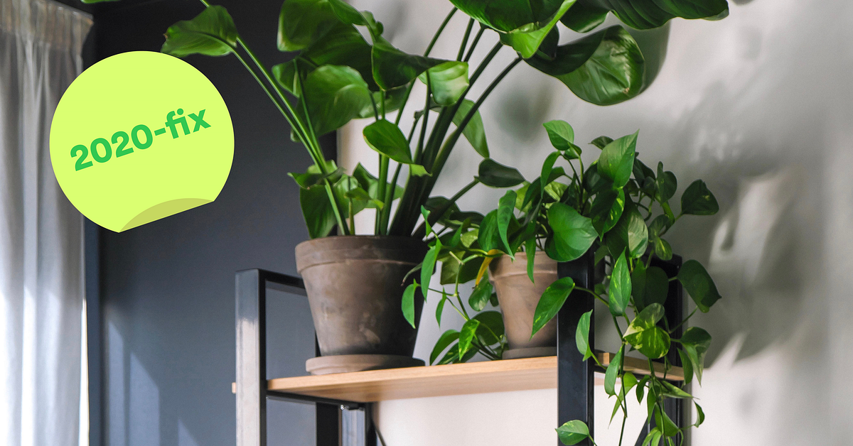 Plant-fix: What plants can teach us about self-care | by Katrina Gnatek ...